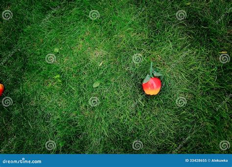 Apple On Grass Stock Image Image Of Abundance Contrasts 33428655