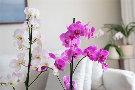Top 999 Orchid Plant Images Amazing Collection Orchid Plant Images