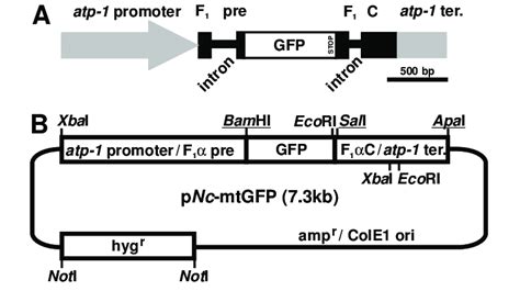 Plasmid For Expression Of Mitochondria Targeted Gfp In Neurospora