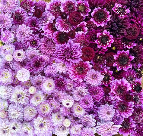 Buy Dahlia Tubers South Africa Dahlia For Sale Love Dahlias