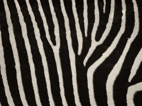 Real Zebra Fur
