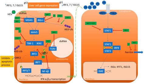 Hepatitis Immunopathogenesis Hev Pathogens Mdpi