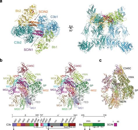 Structural And Functional Implications Of The Complement Convertase