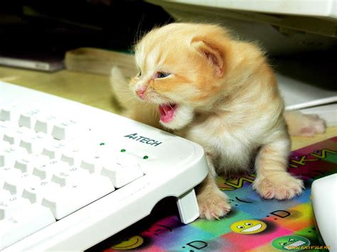 Котик На Клавиатуре Картинки — Mixyfotos.ru