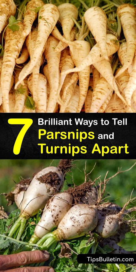 How Are Turnips And Parsnips Different How Are Turnips And Parsnips Different