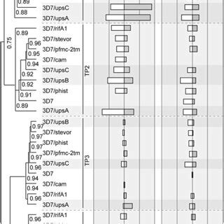 Hierarchical Clustering Of 36 Transcriptomes A Hierarchical Average