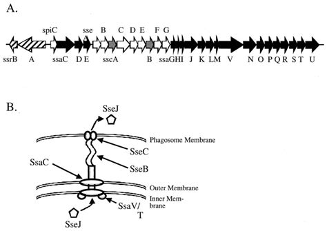 Genetic Organization Of Spi2 And Putative Model Of The Structure Of The Download Scientific