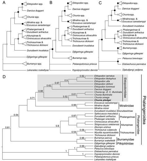 Phylogenies Of Phalangeroidea That Result From Bayesian Analyses Of The Download Scientific