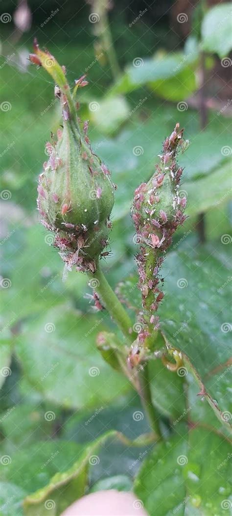 Rose Aphids Infestation Stock Image Image Of Blossom 279183949