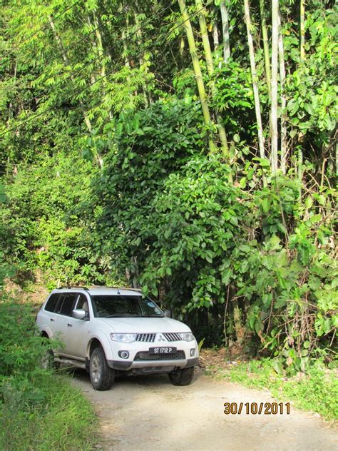 Ficus Gul Poring Kinabalu Sabah The Figs Of Borneo