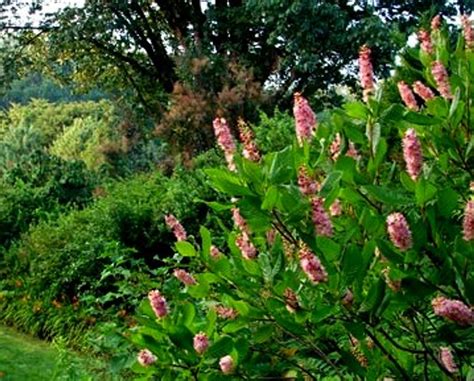 Ruby Spice Summersweet Clethra Alnifolia Fragrant 4 Pot Hirts Gardens