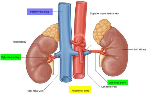 Renal Artery Diagram