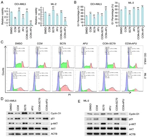 Curcumin Ccm Suppresses Aml Cell Proliferation By Inactivating Akt