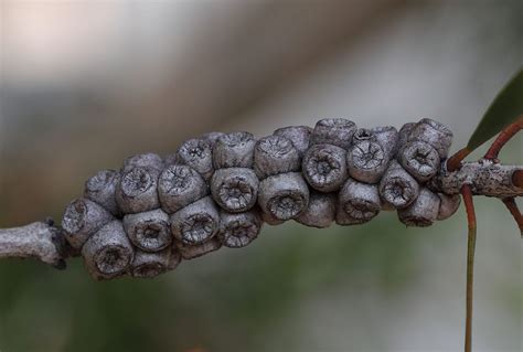 Atlas Of Poisonous Plants In Hong Kong A Clinical Toxicology