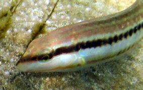 Slippery Dick Wrasse Halichoeres Bivittatus Caribbean