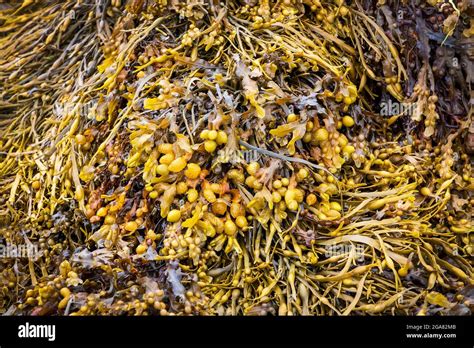 Bladder Wrack Sea Weed Also Known As Black Tang Rockweed Bladder