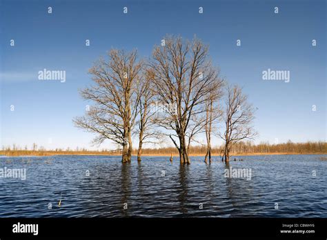 Tree In Water Stock Photo Alamy