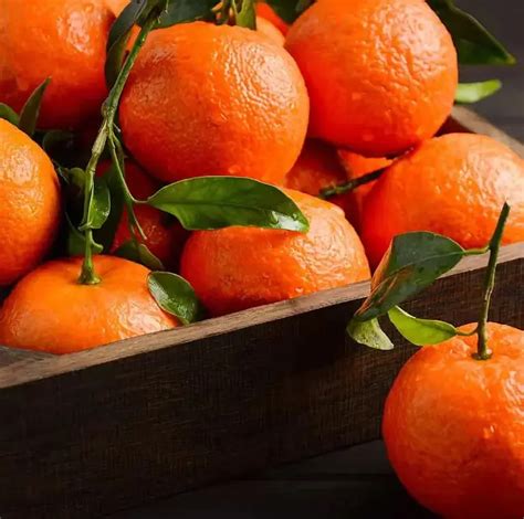 The Best Dwarf Mandarin Tree Nz Free Shipping Over 150
