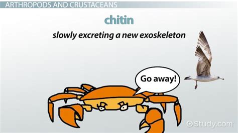 Chitin Definition Structure And Function Lesson