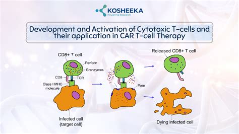 The Power Of Cytotoxic T Cells Revolutionizing Cancer Therapy