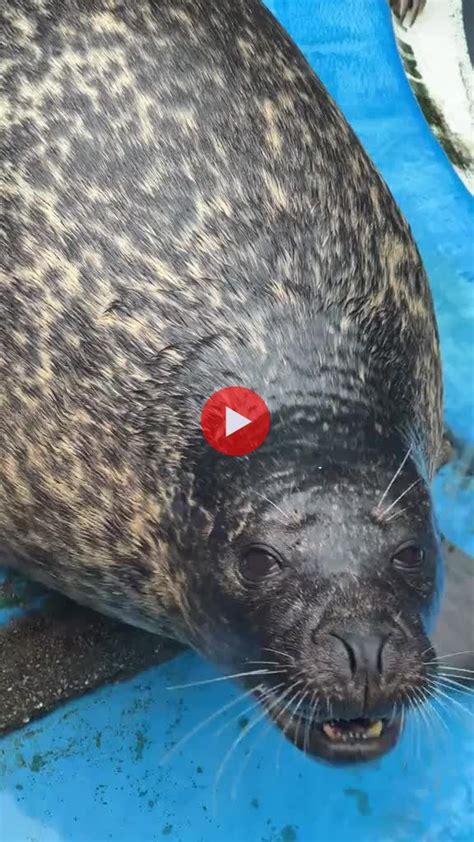 몽골 물개 유머움짤이슈 에펨코리아