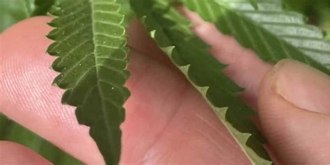 Cannabis Leaf Curl Causes And Solutions
