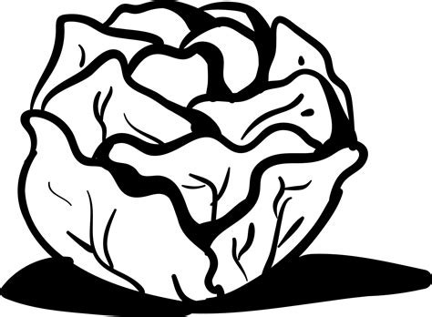 Cabbage Drawing Illustration Vector On White Background Vector Art At Vecteezy