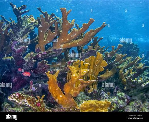 Elkhorn Coral Acropora Palmata Is Considered To Be One Of The Most
