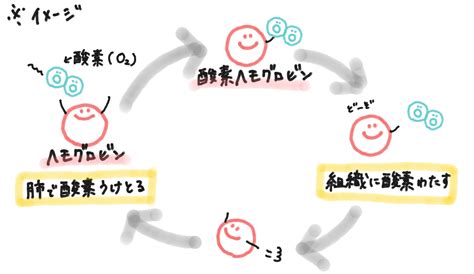 酸化 ヘモグロビン 酸素化 ヘモグロビン 運動時の酸素飽和度 Sokgwz