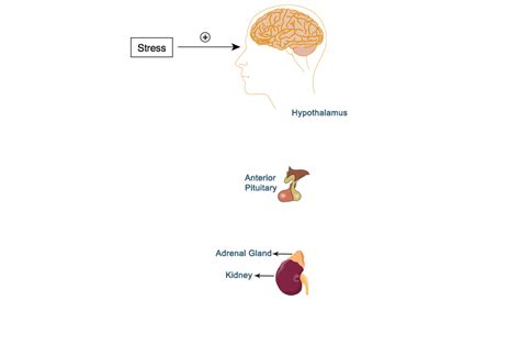 What Is An Intact Hpa Axis Hpa Axis And Sleep Klbzw