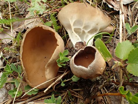 Razred Pezizomycetes