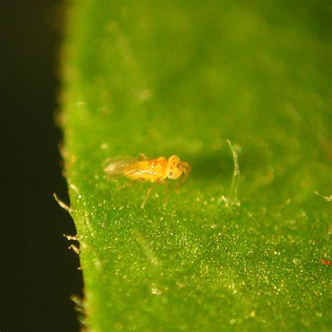 Eretmocerus Eremicus