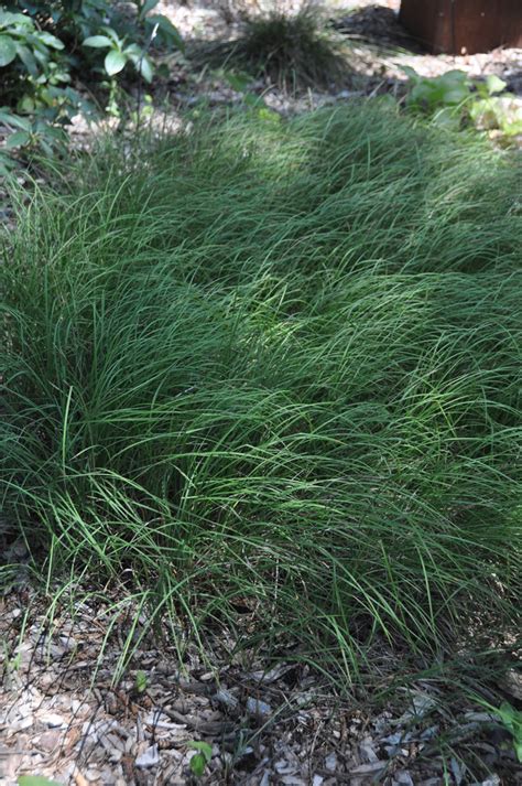 Lawn Alternatives For The Southeast Fine Gardening