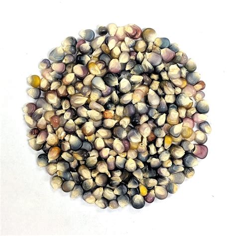 The Different Types Of Corn Best Varieties For Your Home Garden Sow
