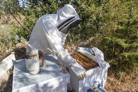 Safely Removing Bees In Walls Bee Removal Pros