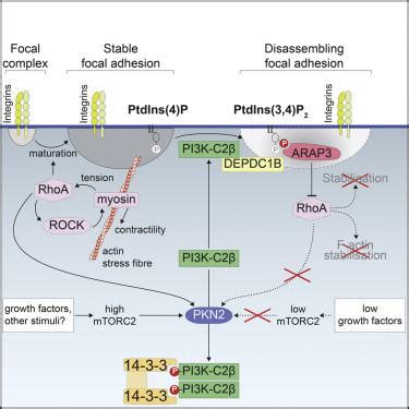 磷脂酰肌醇 二磷酸脂质的局部合成驱动黏着斑周转 Developmental Cell X MOL
