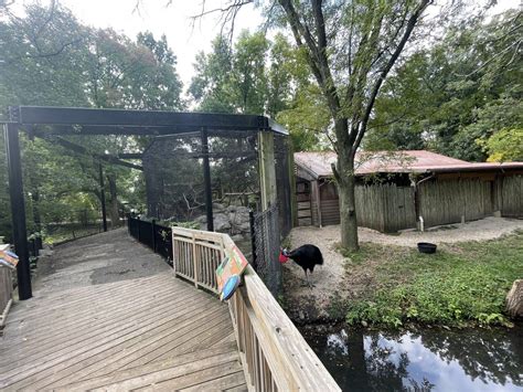 Cassowary Exhibit And Australian Aviary Pinterest Image