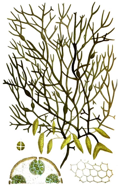 Ascophyllum Nodosum Systematics Habitat Cultivation