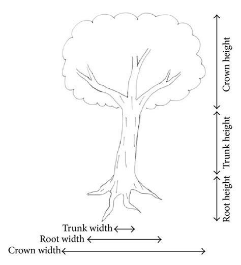 The Tree Drawing Test Measurement Of The Height And Width Of Crown