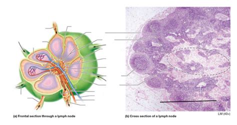 Lymph Node Cross Section Diagram Quizlet