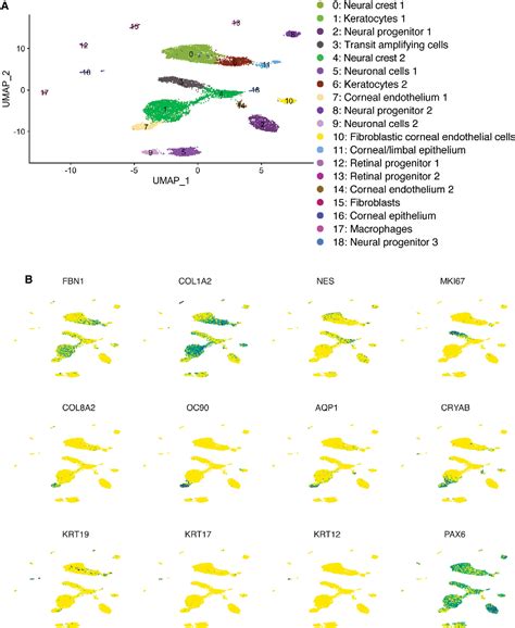 Figure 1 From Single Cell Transcriptomic Analysis Of Corneal Organoids During Development