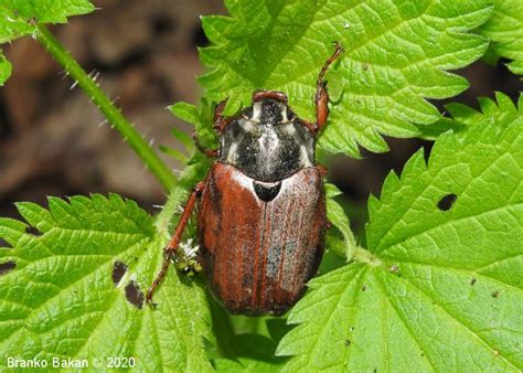 Majski Hrošč Urbanatura