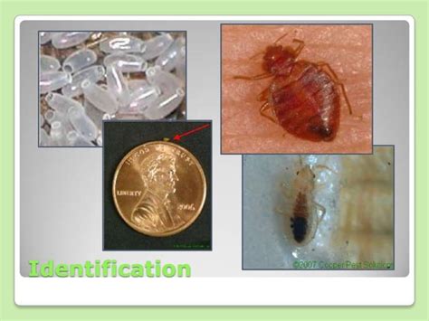 Eden Bed Bug Training Curriculum Pptx
