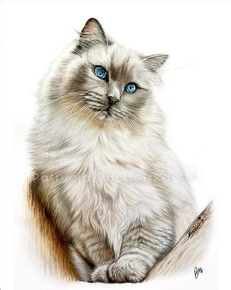 Ragdoll Cat Colored Pencil Drawing