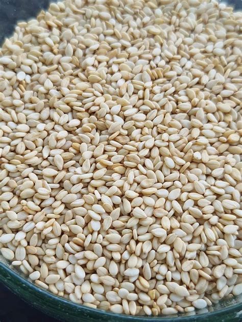 Sortex Natural White Sesame Seeds At ₹ 115kg Surat Id 2854301654830
