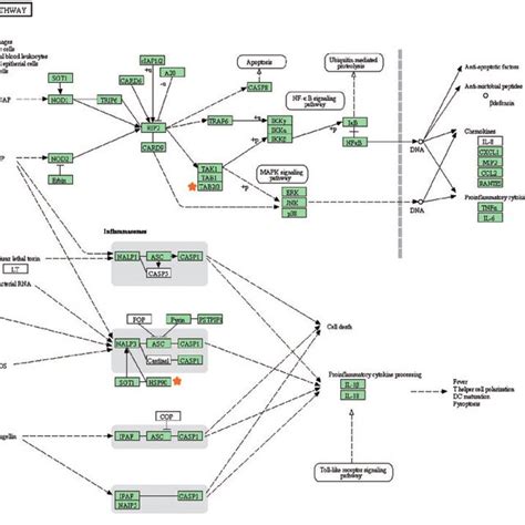 Pathway Map Of Nod Like Receptor Signaling In Independent Ju Rm E List