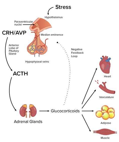 Adrenal Glands Tutorial Sophia Learning