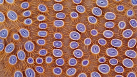 Microscopic View Of Tissue Layers Showcasing Vibrant Cellular Structures Premium Ai Generated