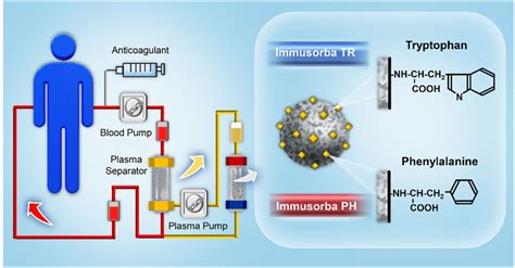 A Schematic Illustration Of Immunoadsorption Using Immusorba Tr And