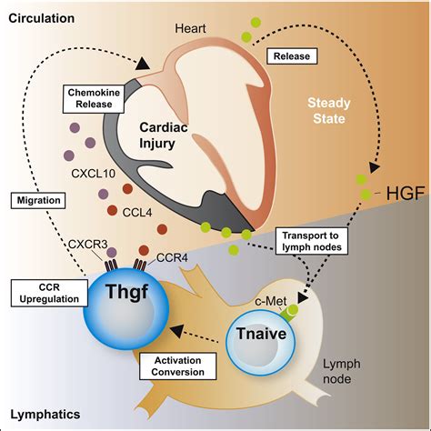 Hgf Guides T Cells Into The Heart Immunity